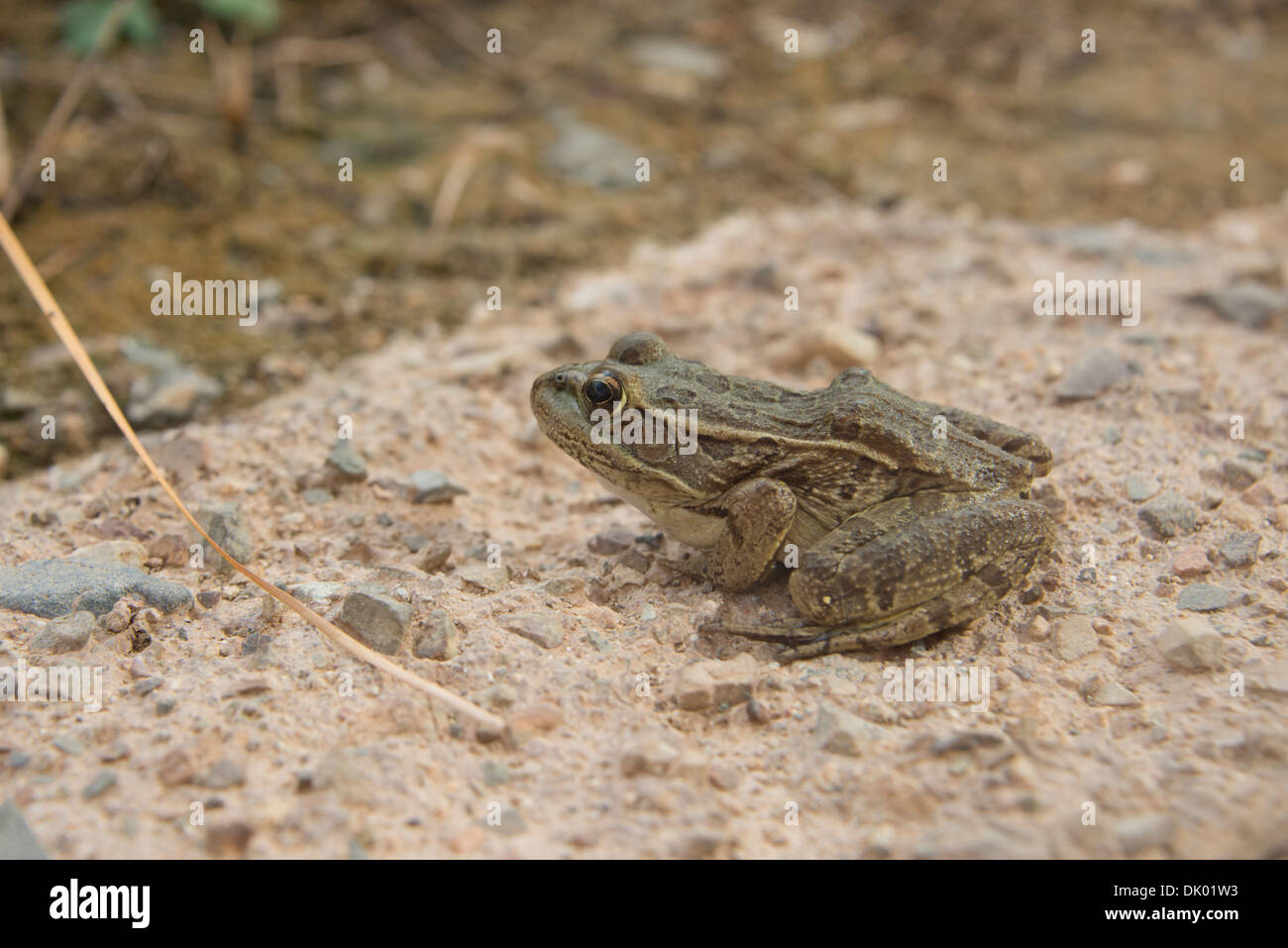 Arizona, Tucson, Saguaro National Park, Sonora Desert Museum. Lowland ...