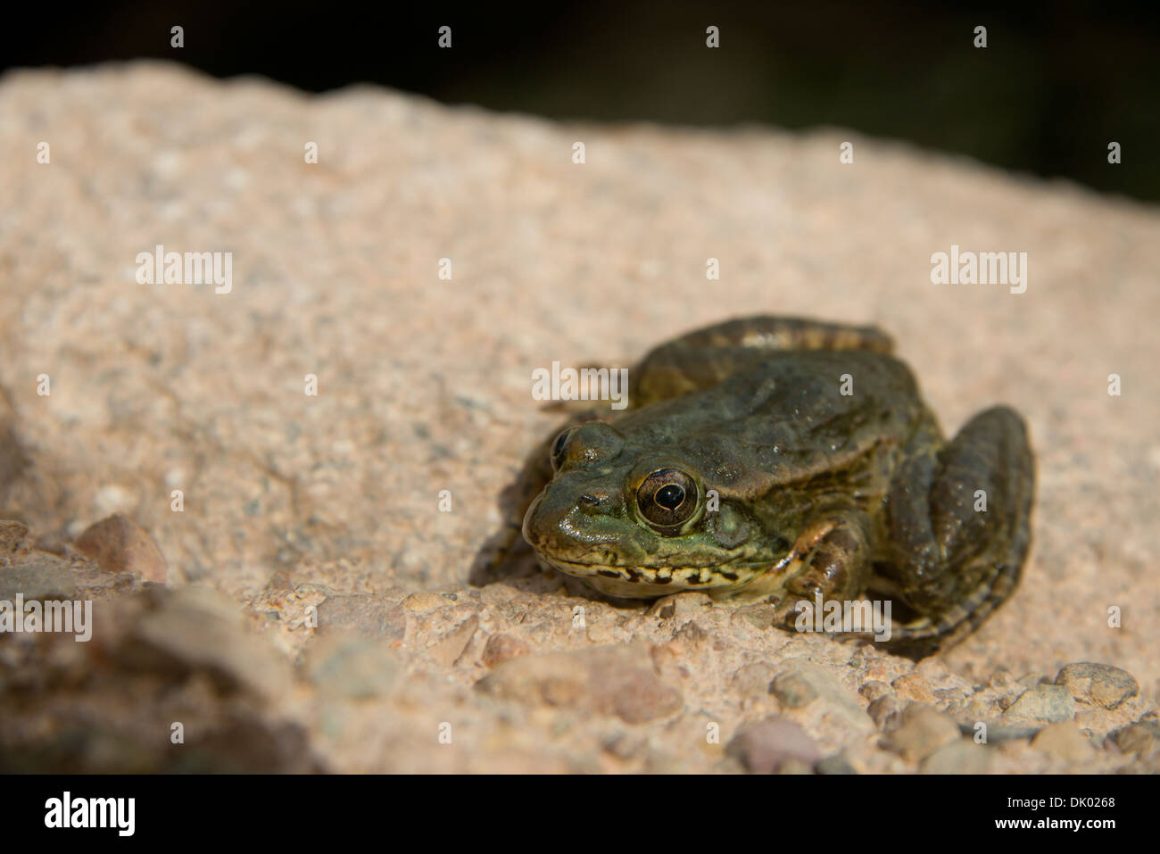 Arizona, Tucson, Saguaro National Park, Sonora Desert Museum. Lowland ...
