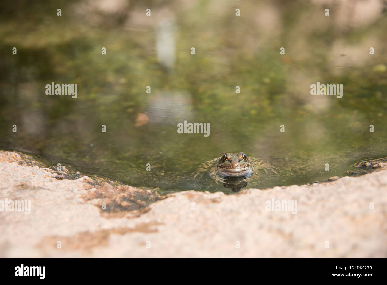 Arizona, Tucson, Saguaro National Park, Sonora Desert Museum. Lowland ...