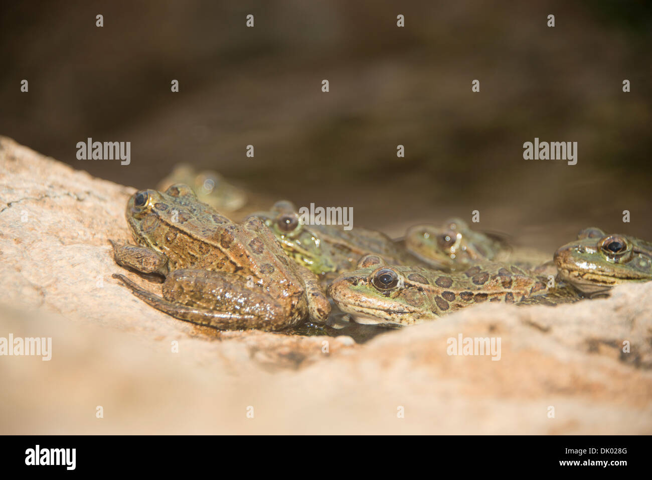 Arizona, Tucson, Saguaro National Park, Sonora Desert Museum. Lowland ...
