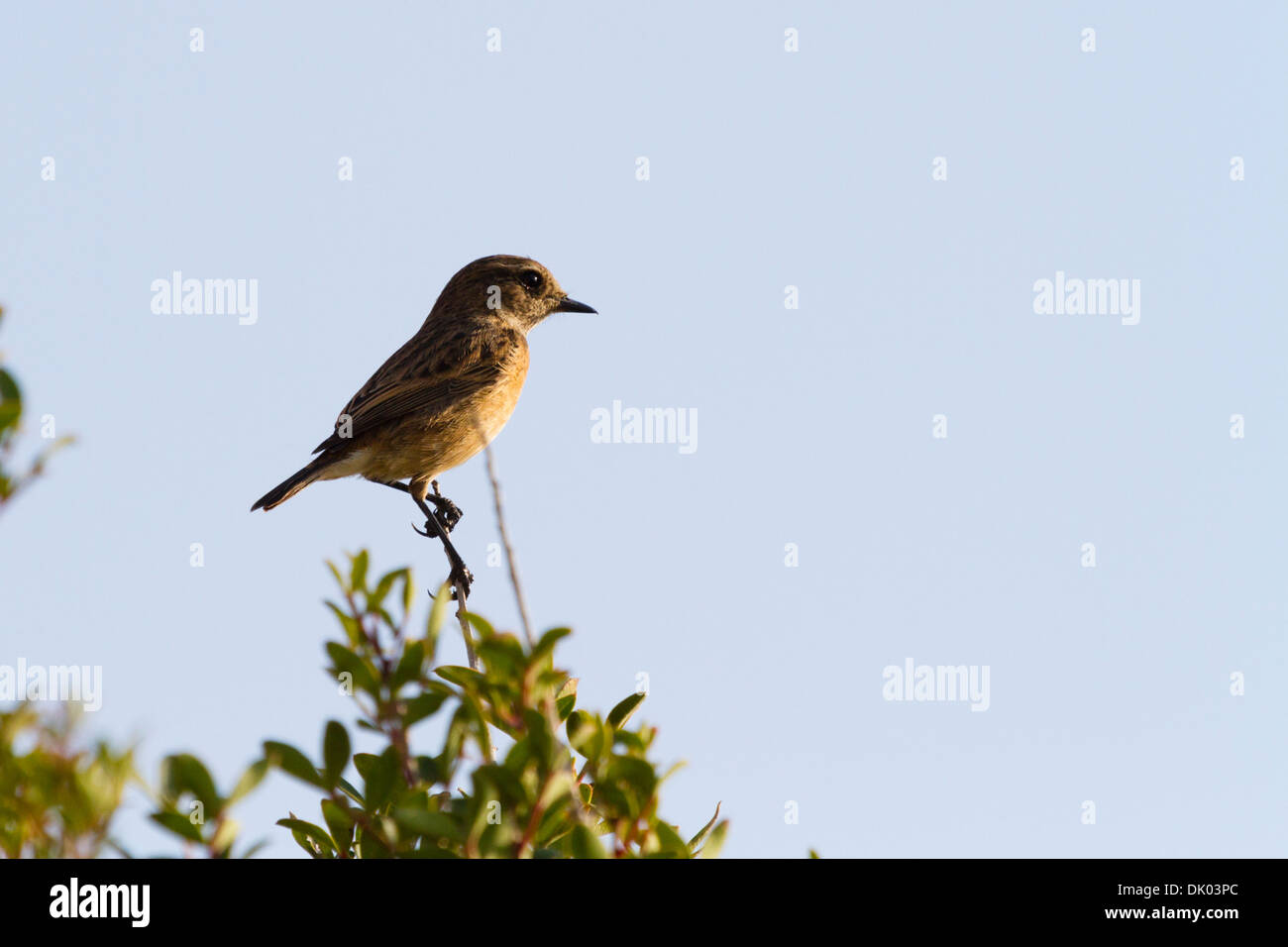 Bird of cyprus hi-res stock photography and images - Alamy