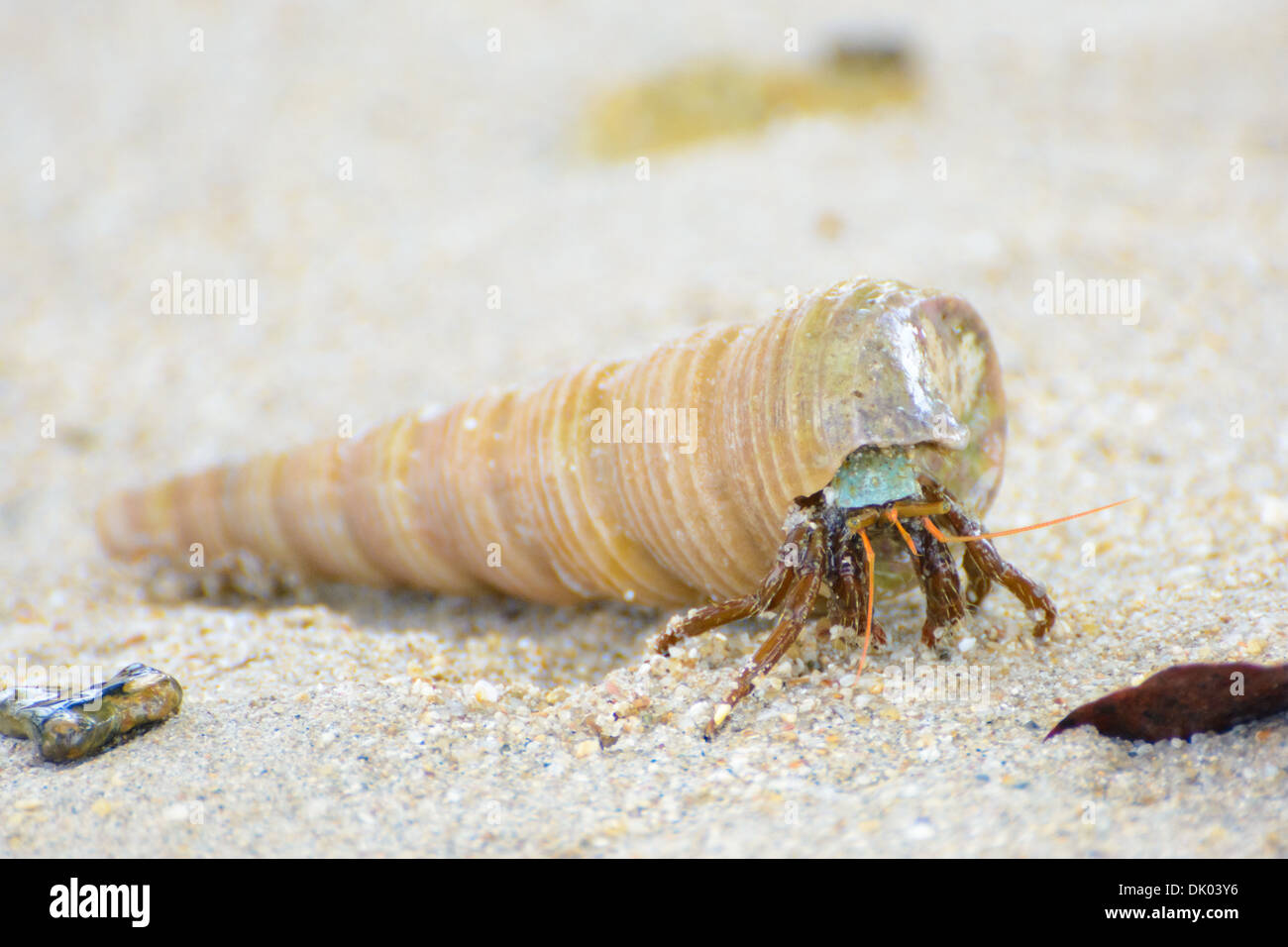Crab in the shell Stock Photo - Alamy