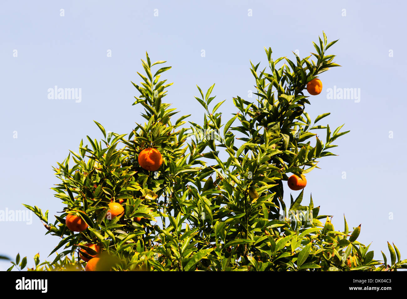 Orange tree with fruit. Cyprus Stock Photo - Alamy