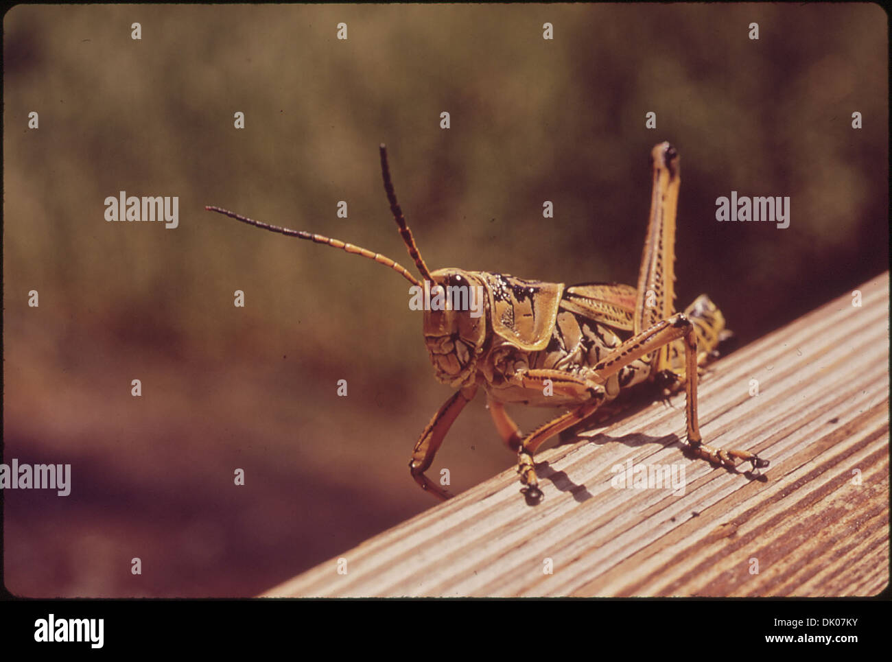 Grasshopper classification hi-res stock photography and images - Alamy