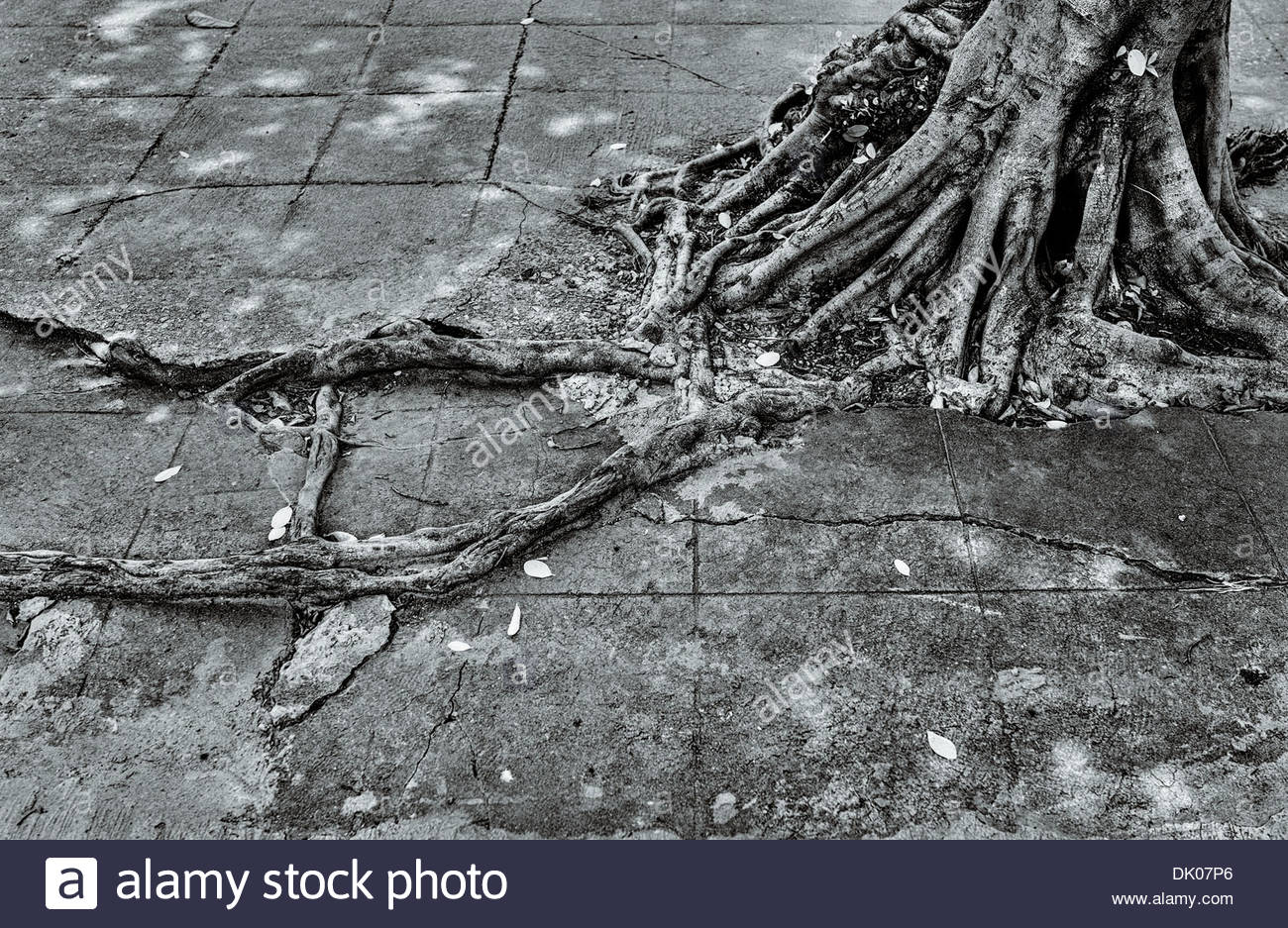 Tree Roots Pavement High Resolution Stock Photography and Images - Alamy