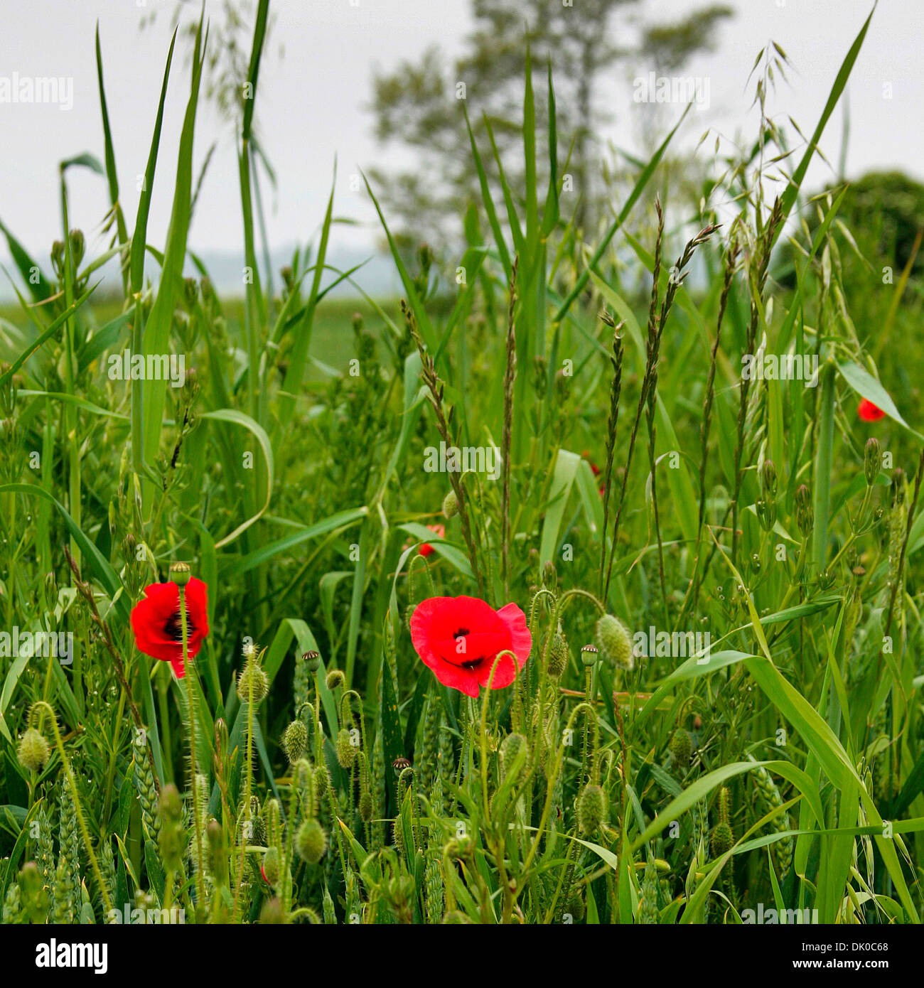 View of wild poppies in a cornfield near the medieval town of Bayeux in ...