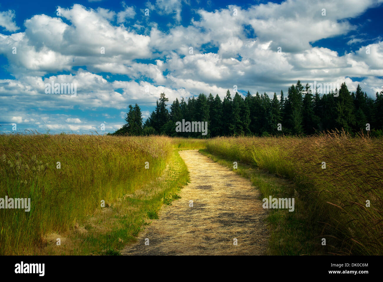 Path in Graham Oaks Nature Park with clouds and grass field ...
