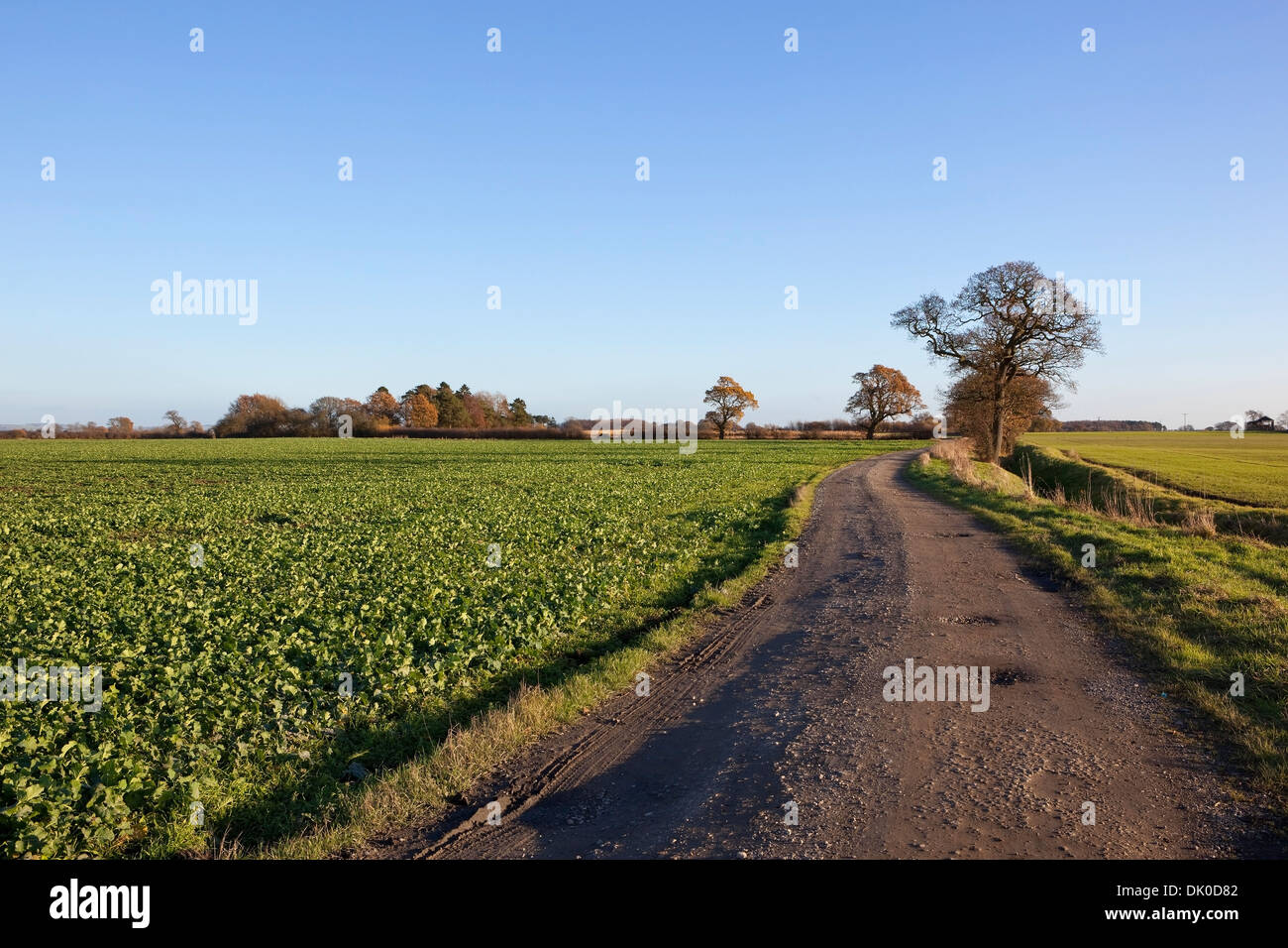 A rugged farm track beside a canola field with oak trees and hedgerows ...