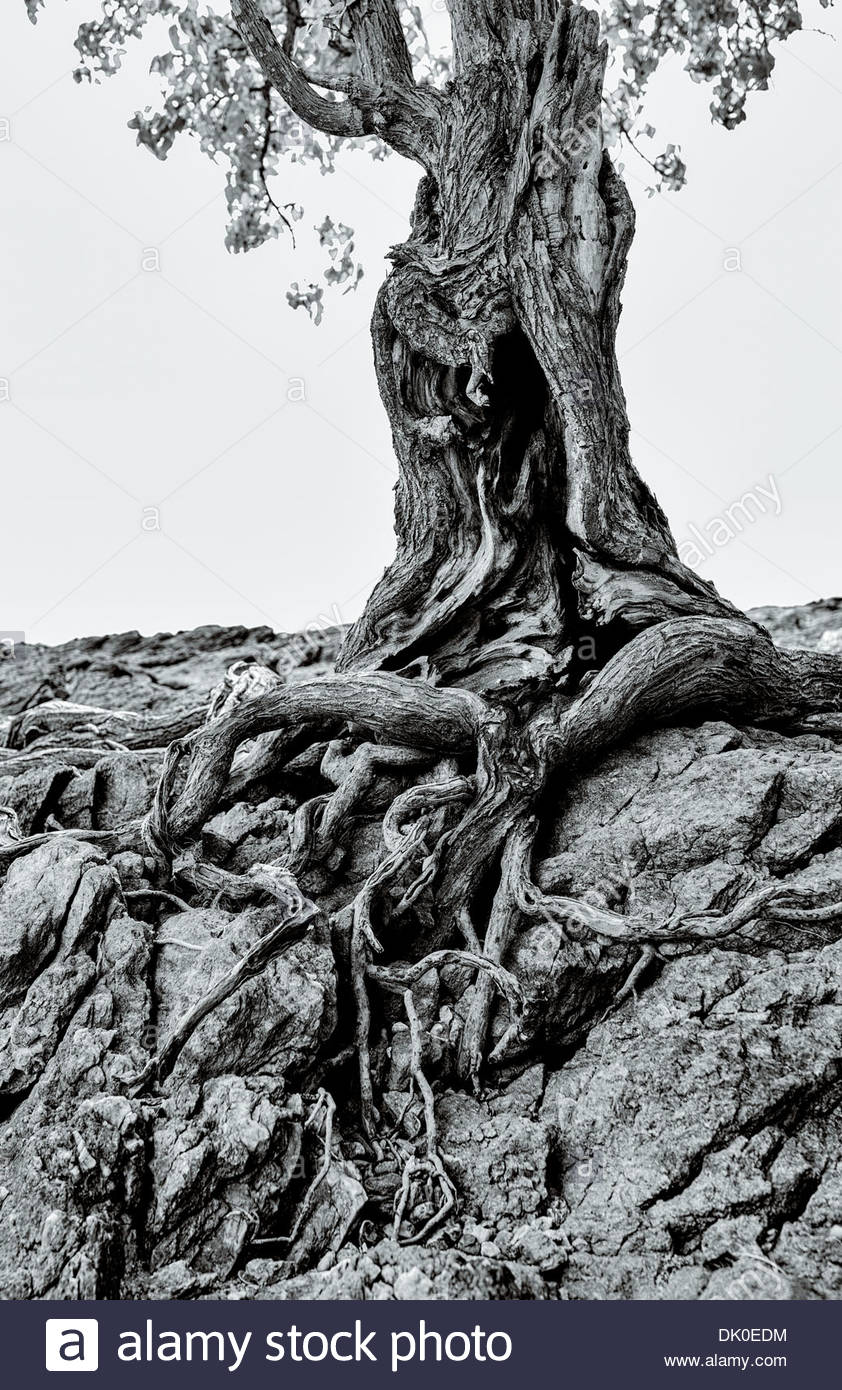 Exposed Tree Root System High Resolution Stock Photography and Images ...