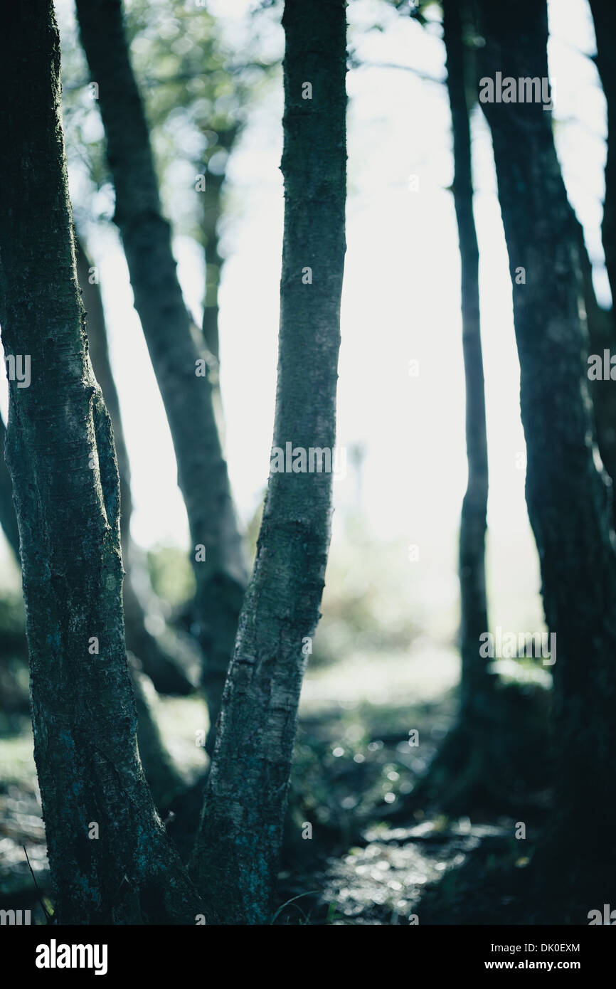 Birch tree trunks, Ashdown Forest, England, UK Stock Photo - Alamy
