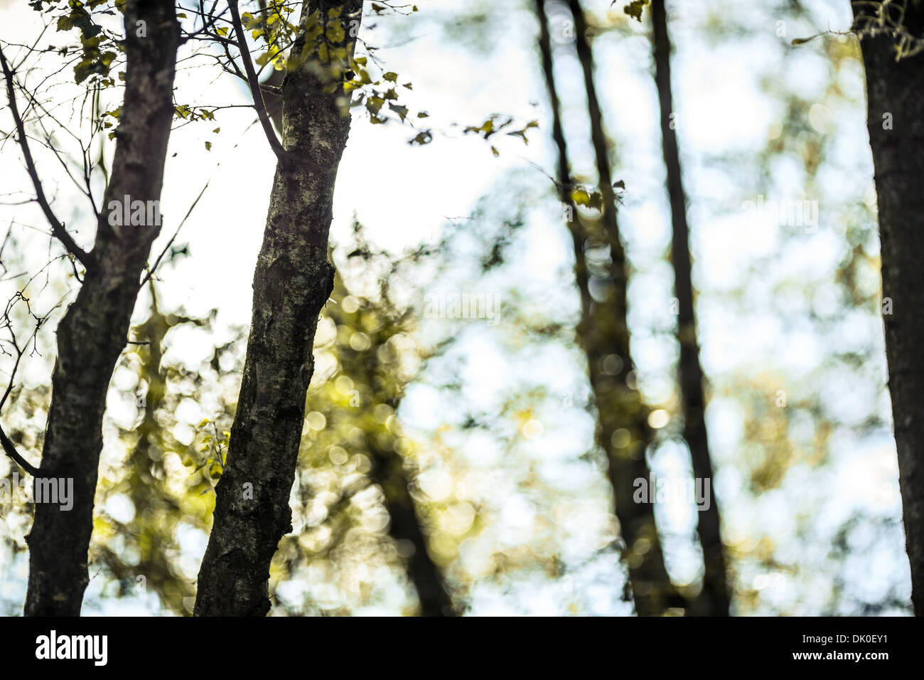 Birch trees and leaves, Ashdown Forest, England, UK Stock Photo - Alamy