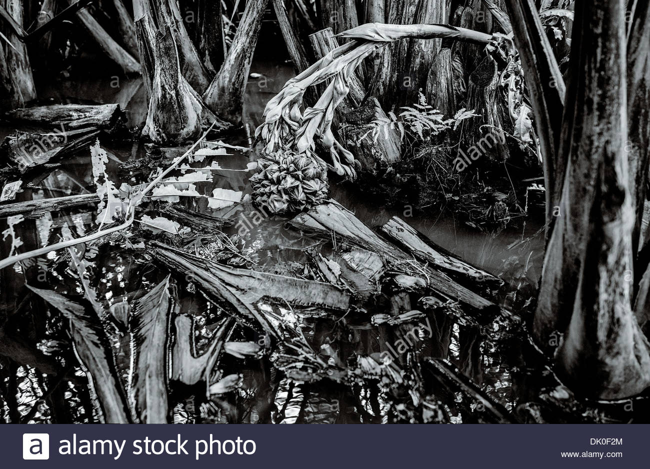 Palm Seeds Palm Pods Palm Trees High Resolution Stock Photography and ...