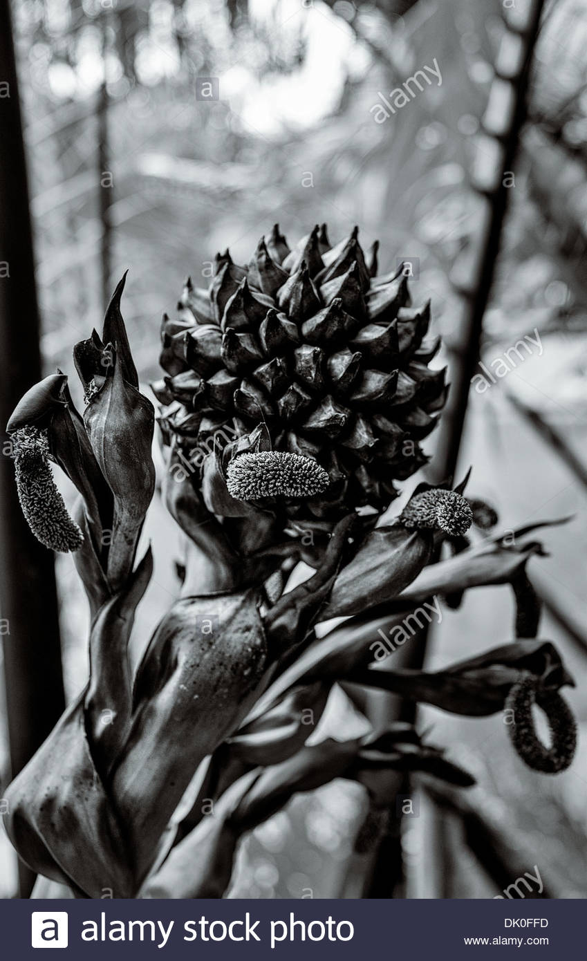 Palm Seeds Palm Pods Palm Trees High Resolution Stock Photography and ...