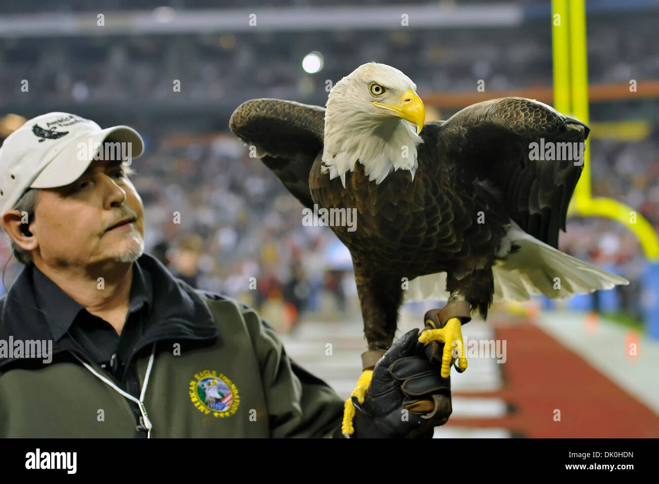 Jan. 1, 2011 - Glendale, Arizona, U.S - Challenger, a non-release Bald ...