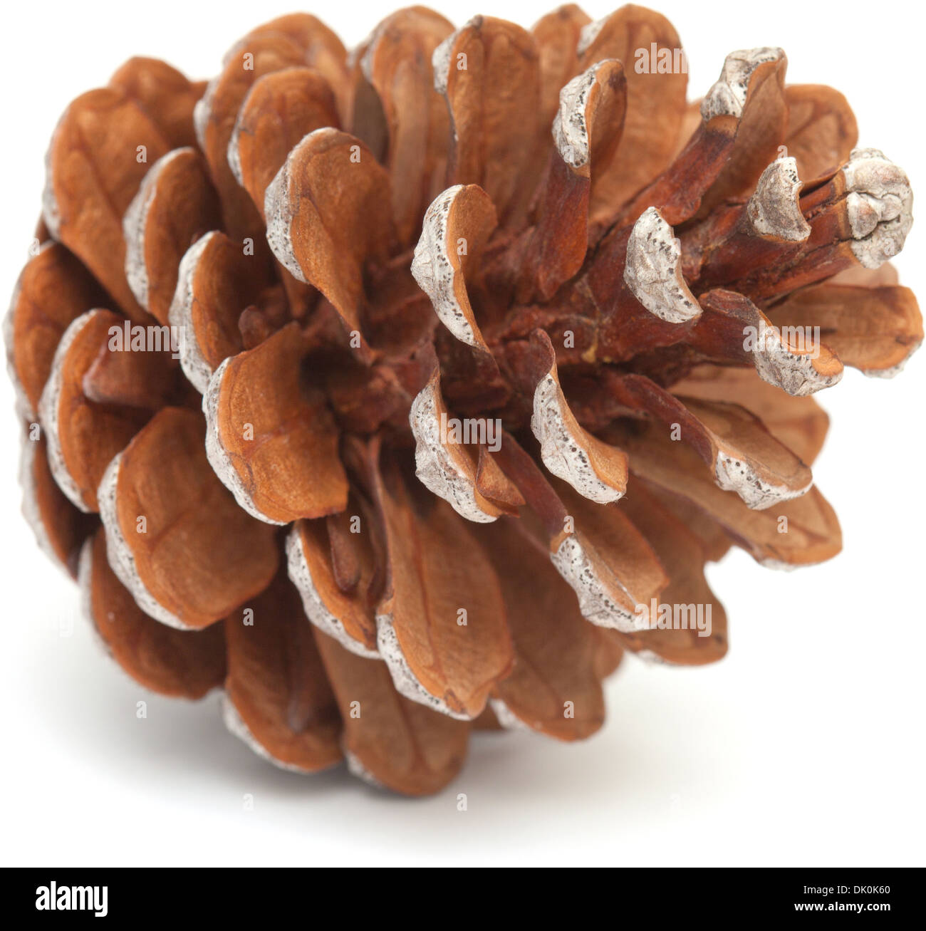 Aleppo pine cone hi-res stock photography and images - Alamy