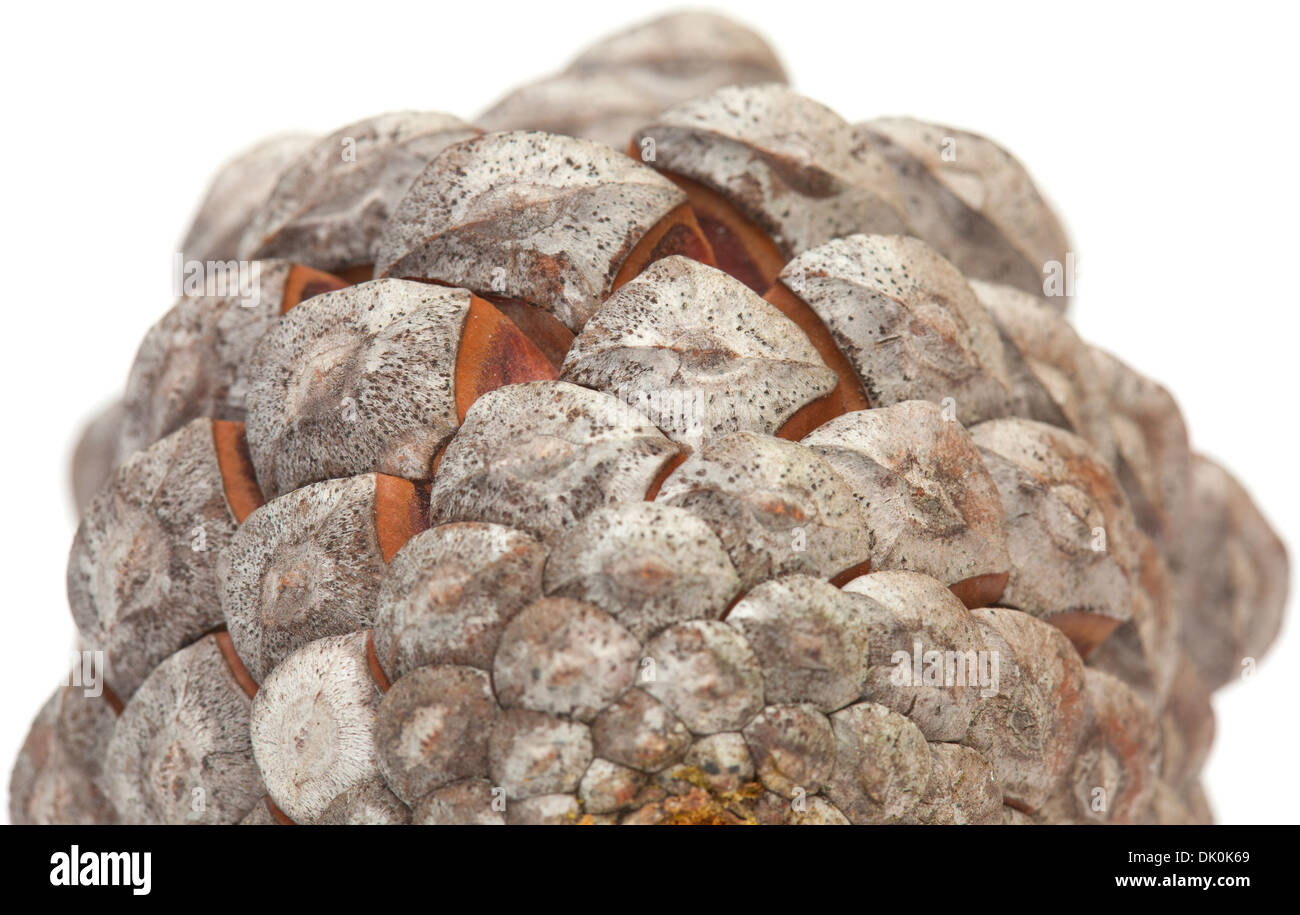 aleppo pine cone isolated on white Stock Photo - Alamy