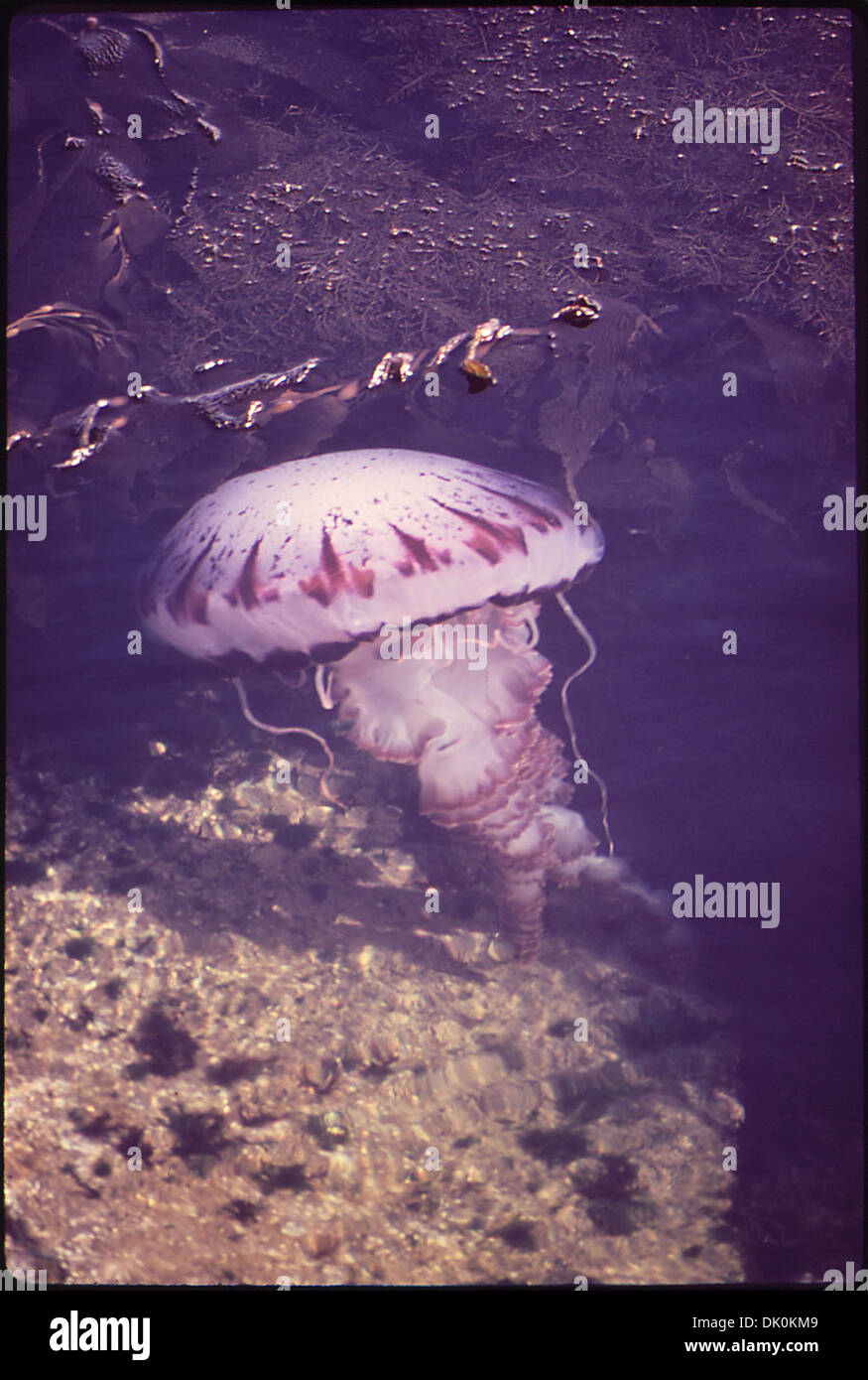 Stinging tentacles hi-res stock photography and images - Alamy