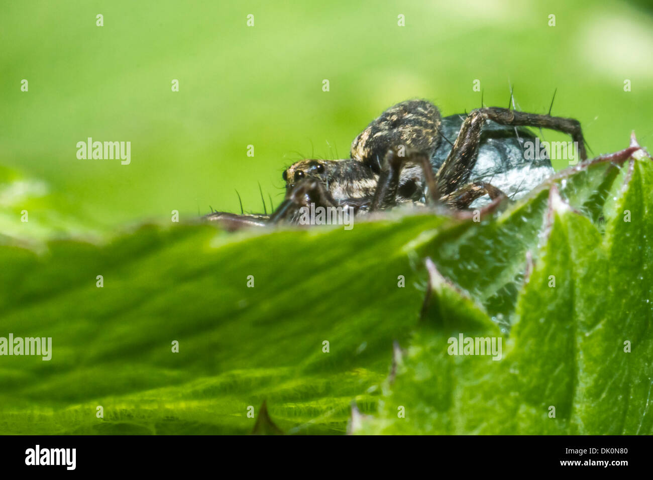 Portrait of a hunting spider Stock Photo - Alamy