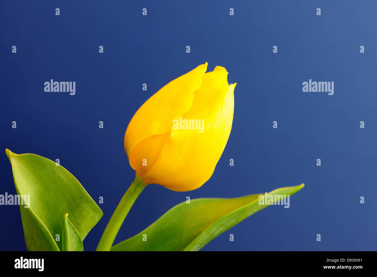 Light blue tulip hi-res stock photography and images - Alamy