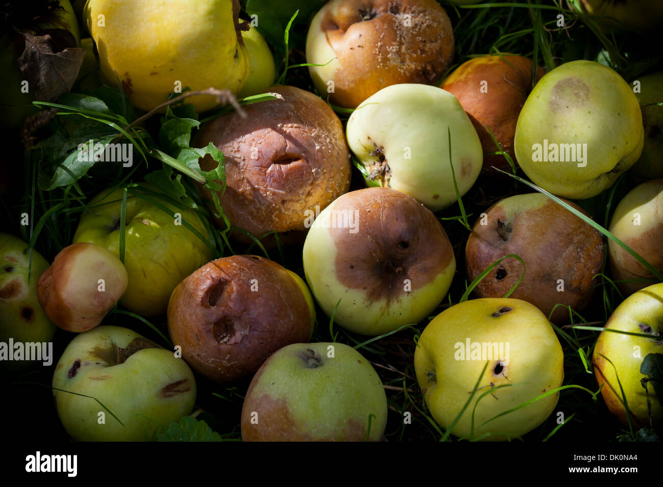 Heap of rotting and decomposing apples in the garden Stock Photo - Alamy