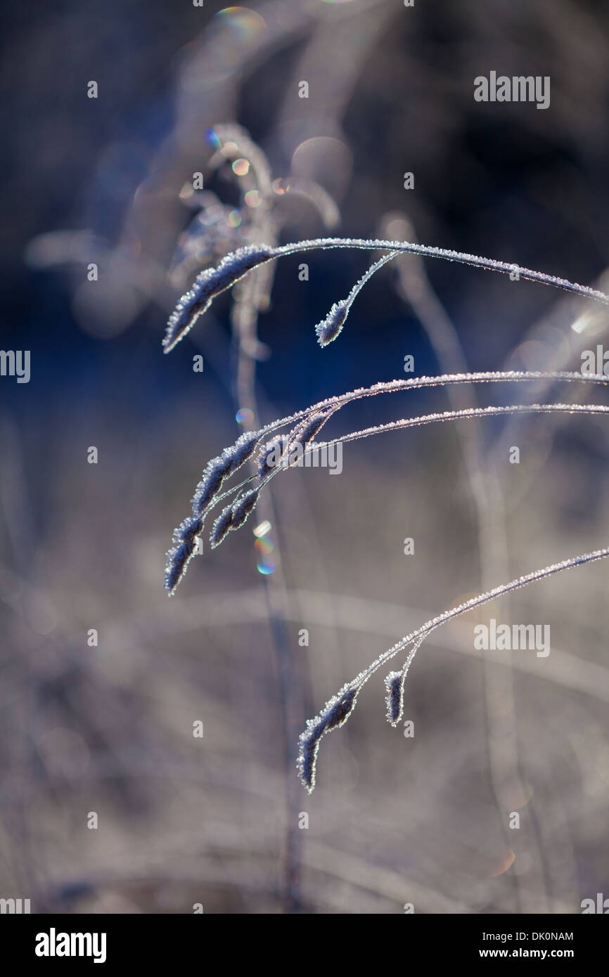Open aperture hi-res stock photography and images - Alamy