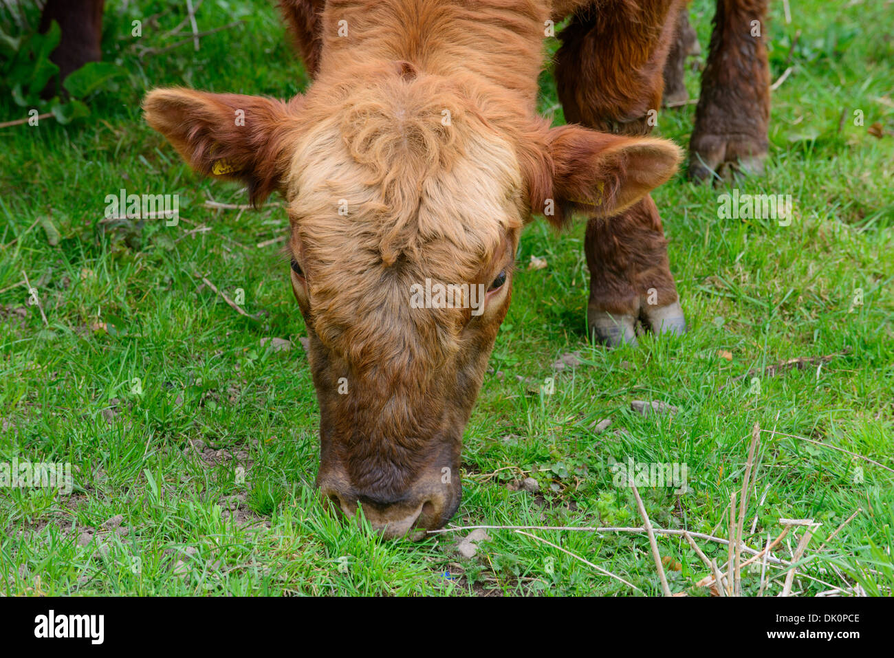 Bull head shot hi-res stock photography and images - Alamy