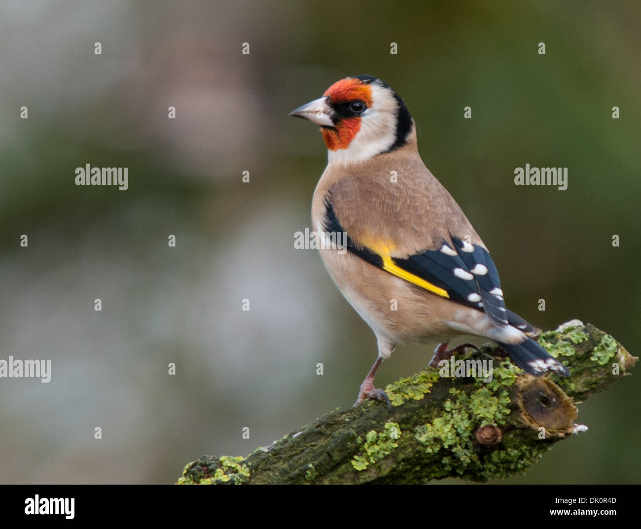 Goldfinch perch hi-res stock photography and images - Alamy