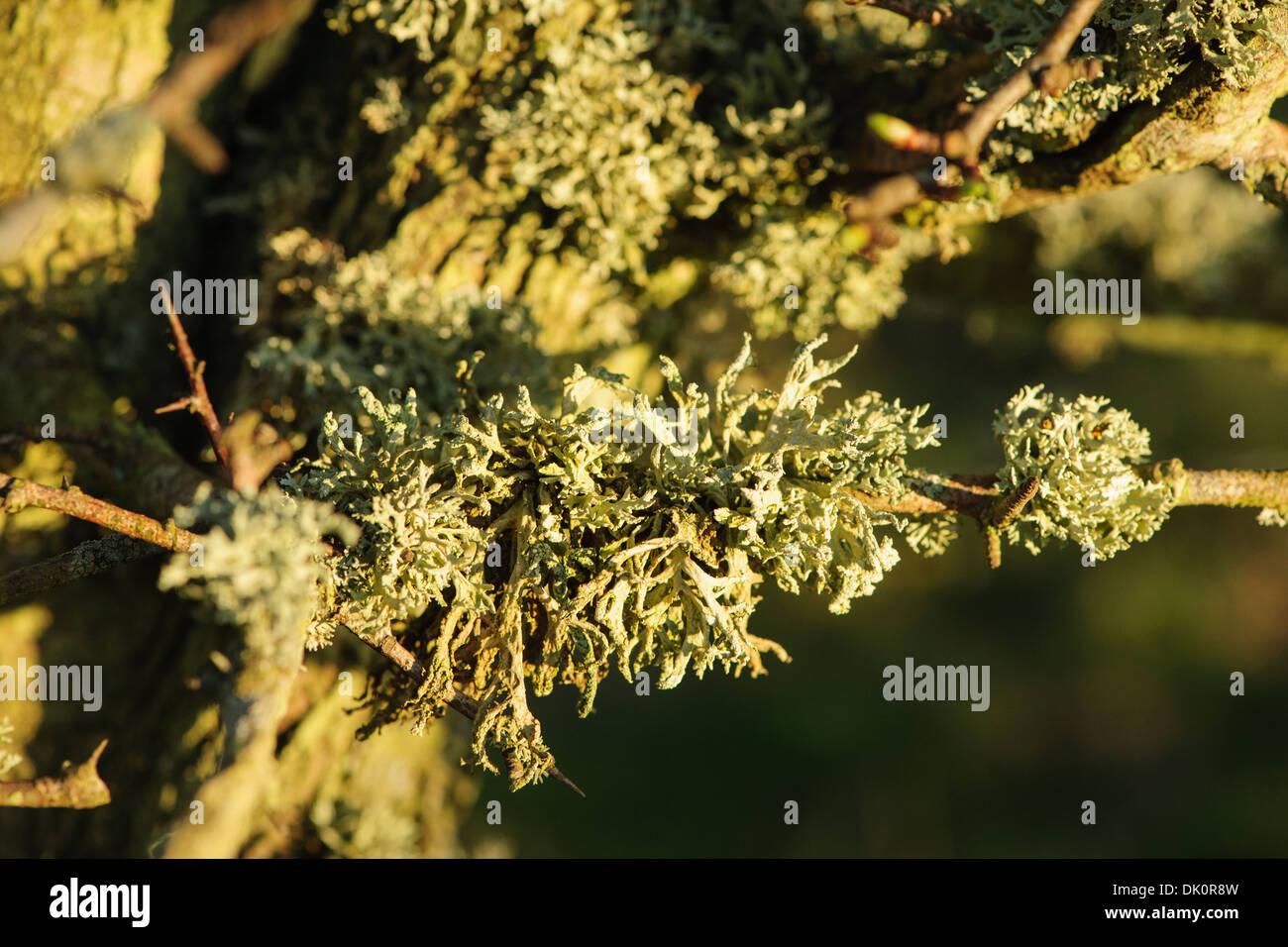 Lichen tree hi-res stock photography and images - Alamy