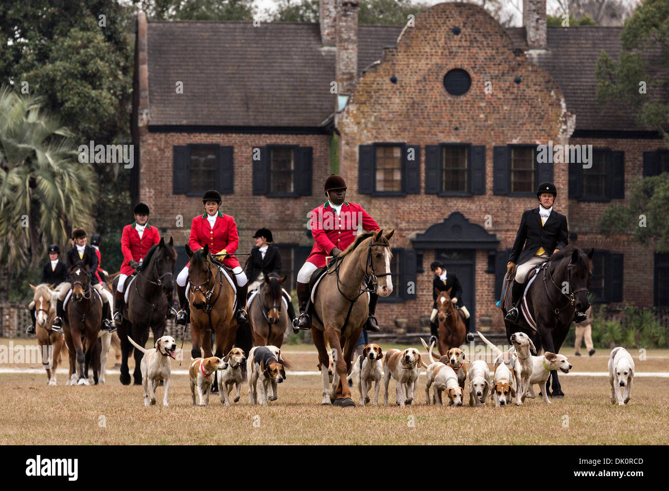 Huntsman Jamie Green leads the hounds in the first fox hunt of the ...