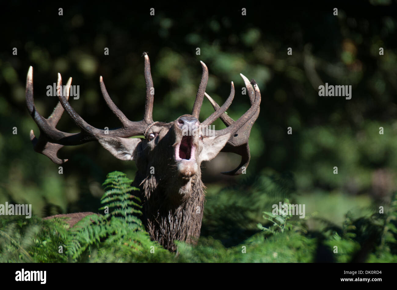 Stag Battle High Resolution Stock Photography and Images - Alamy