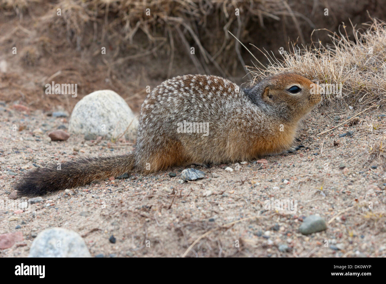 Canadian arctic ground squirrel siksik Stock Photo - Alamy