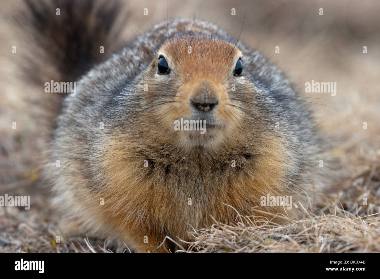 Canadian arctic ground squirrel siksik Stock Photo - Alamy