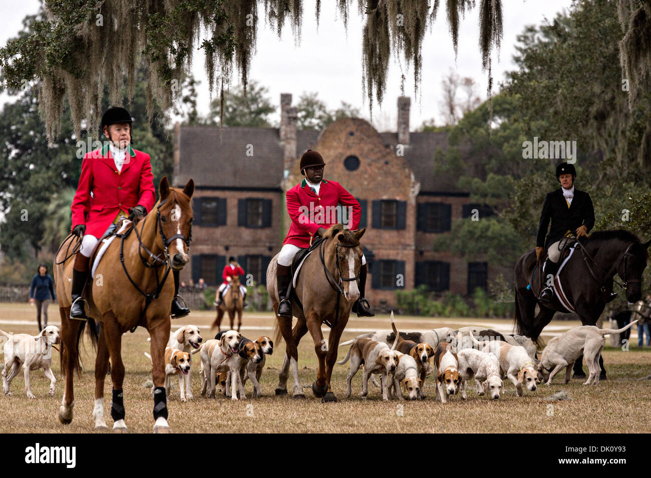 Huntsman Jamie Green leads the hounds in the first fox hunt of the ...