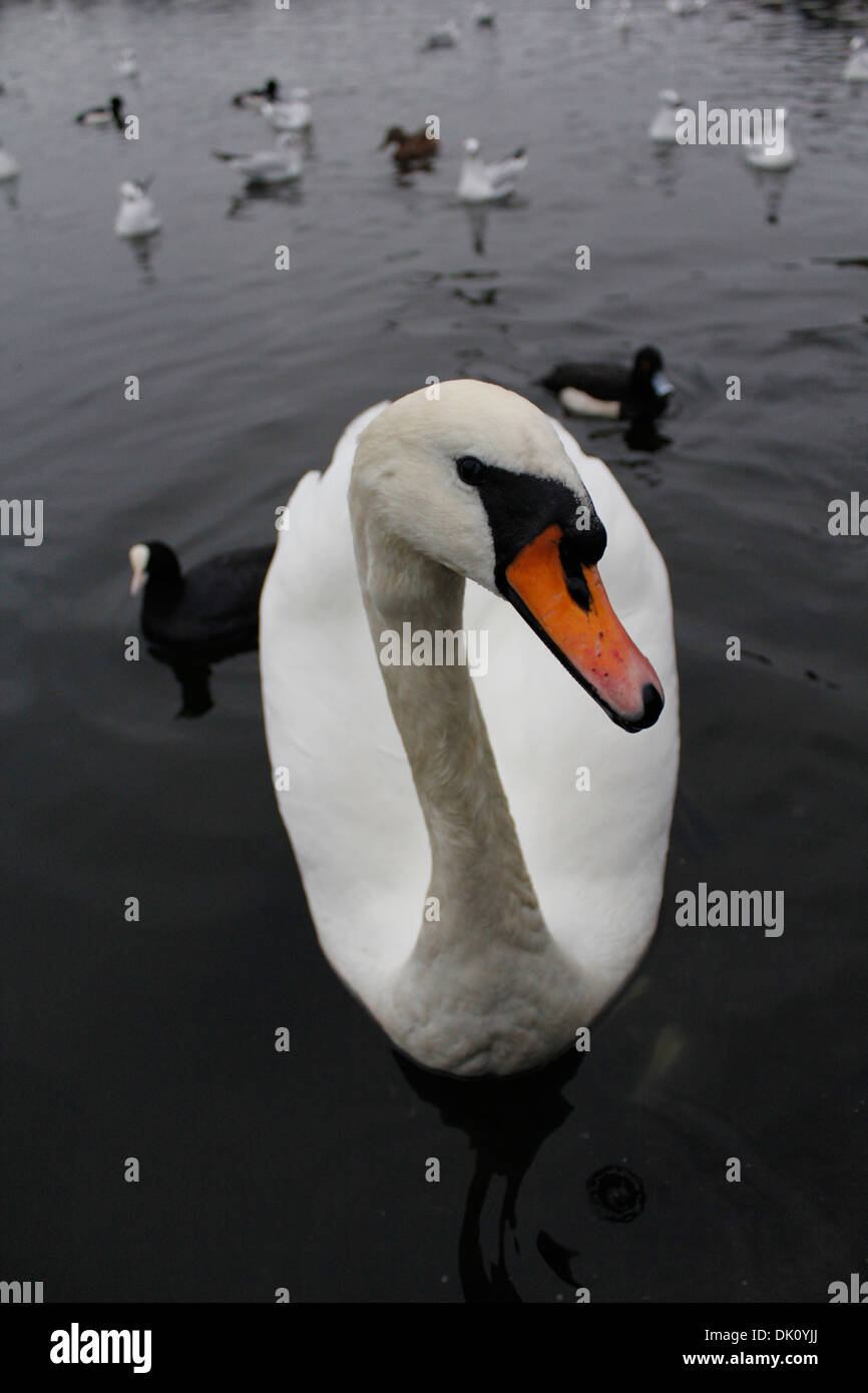 Swan and fish hi-res stock photography and images - Alamy