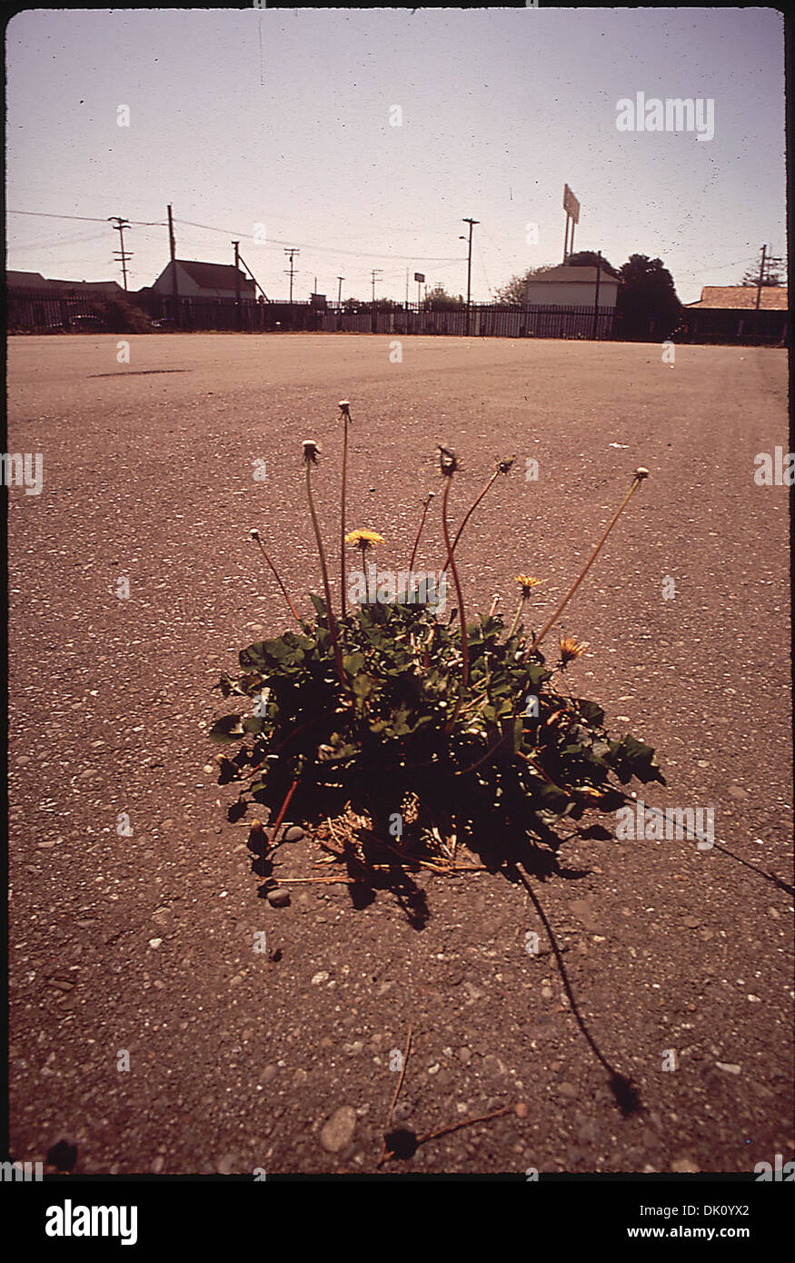This image captures a natural phenomenon where vegetation has broken ...