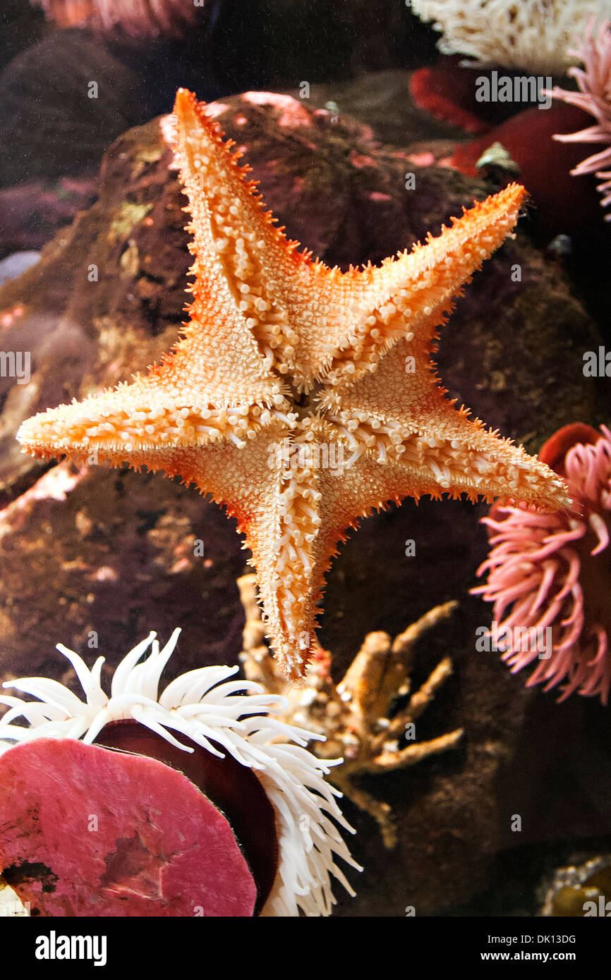 Underside of a starfish hi-res stock photography and images - Alamy
