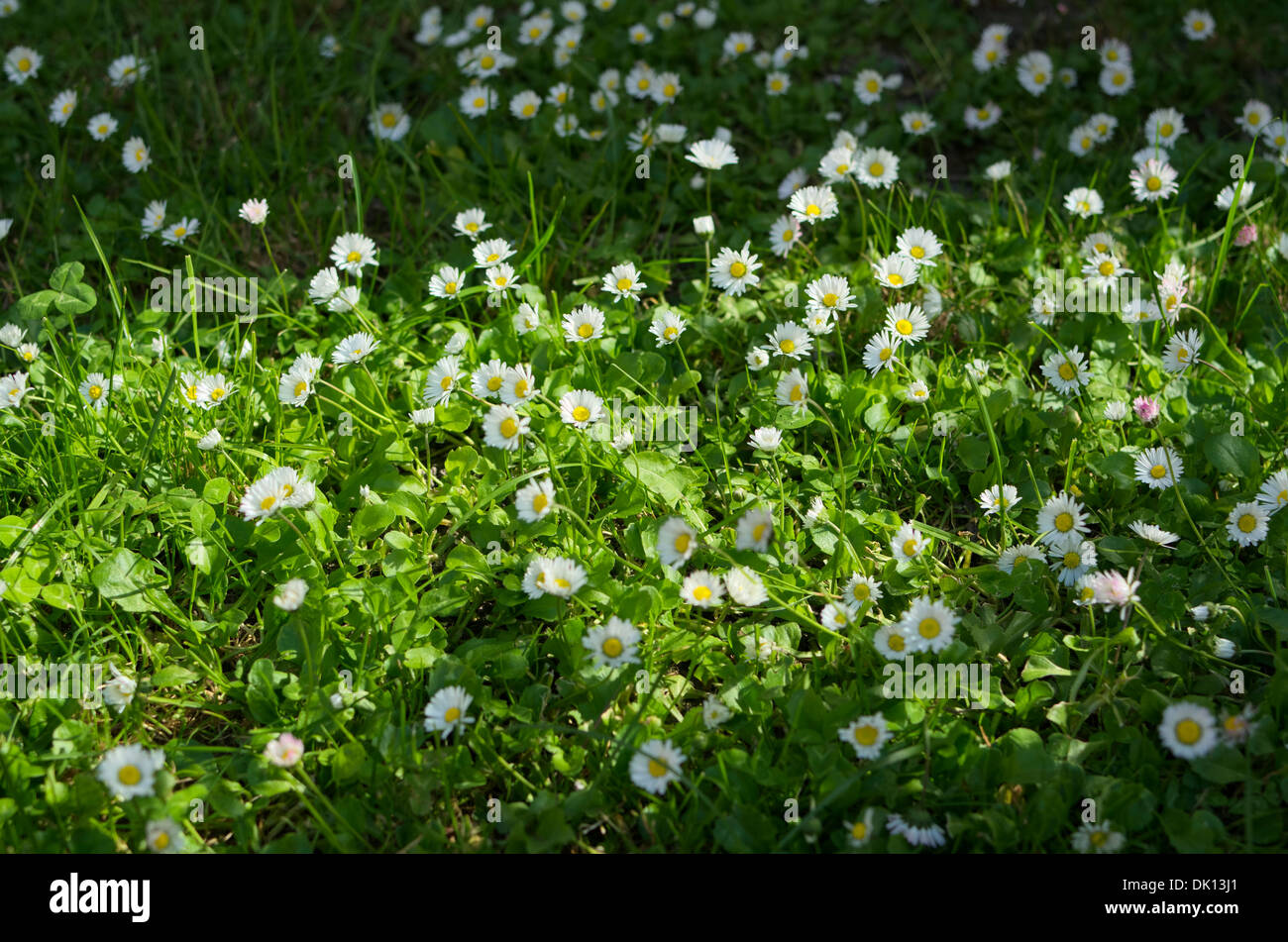 Beautiful field daisies hi-res stock photography and images - Alamy