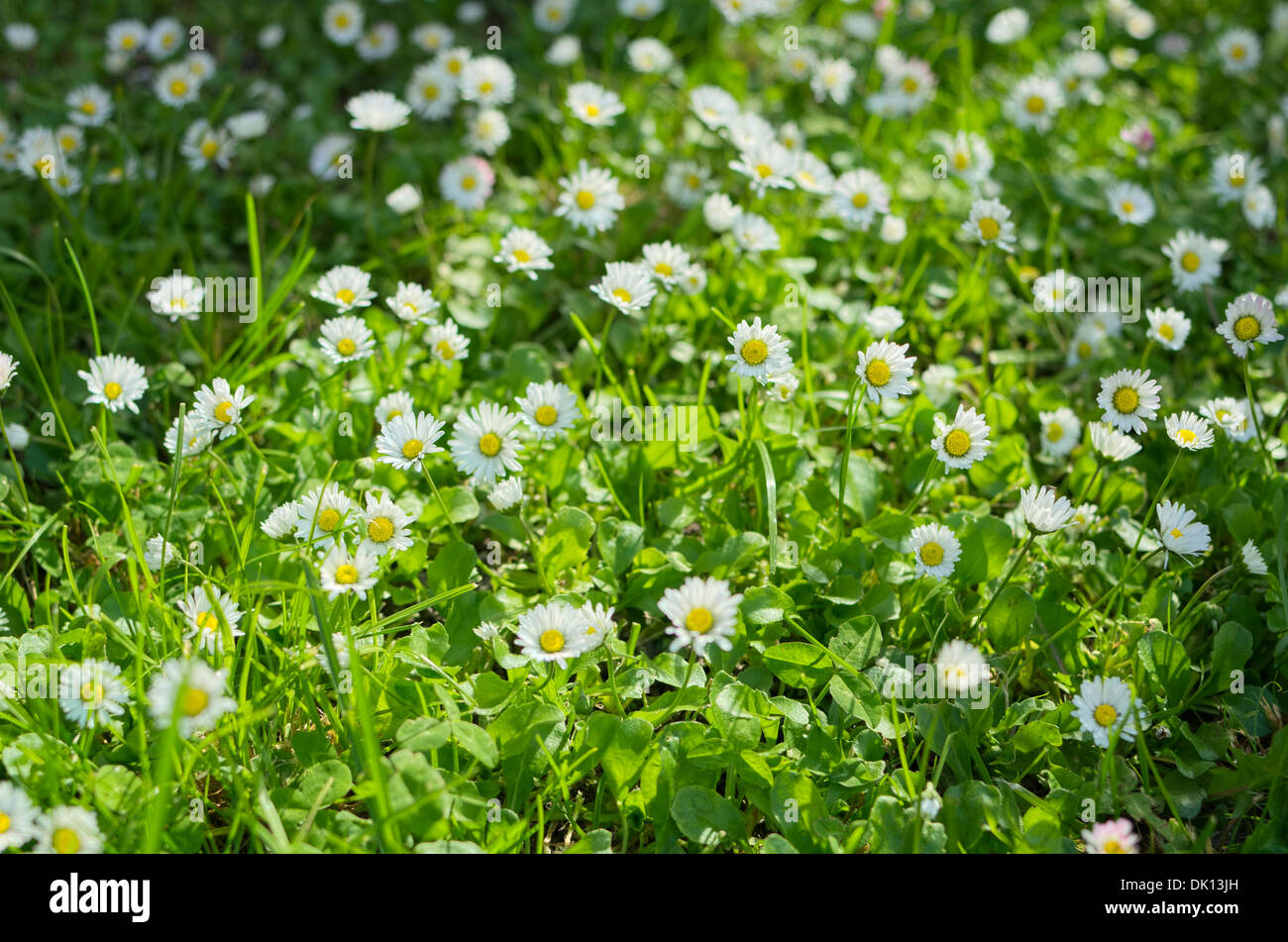 Shady field hi-res stock photography and images - Alamy