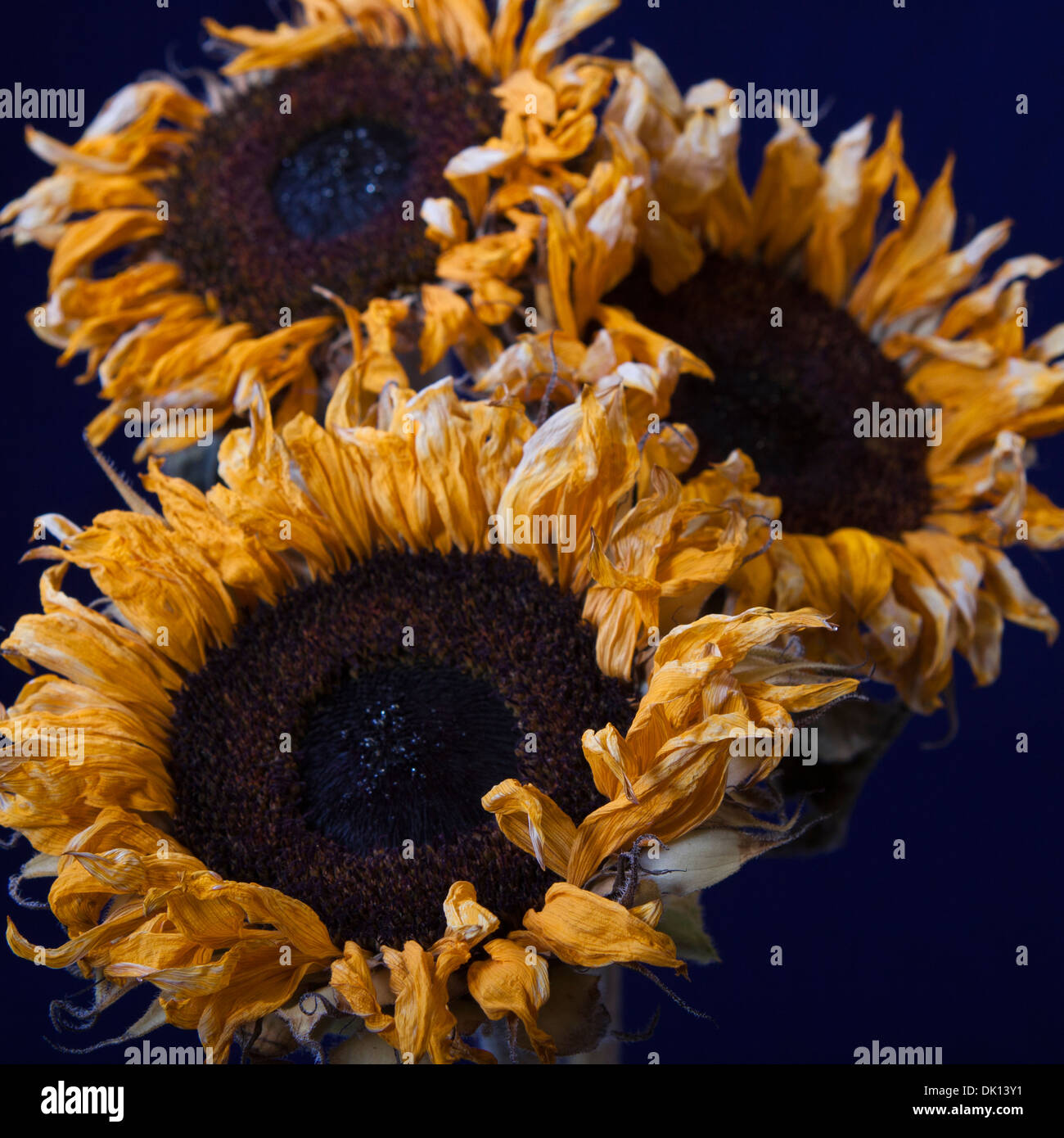 Dying flower sun hi-res stock photography and images - Alamy