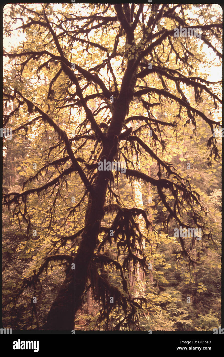 A photograph of a pine tree surrounded by a dense growth of ferns. The ...