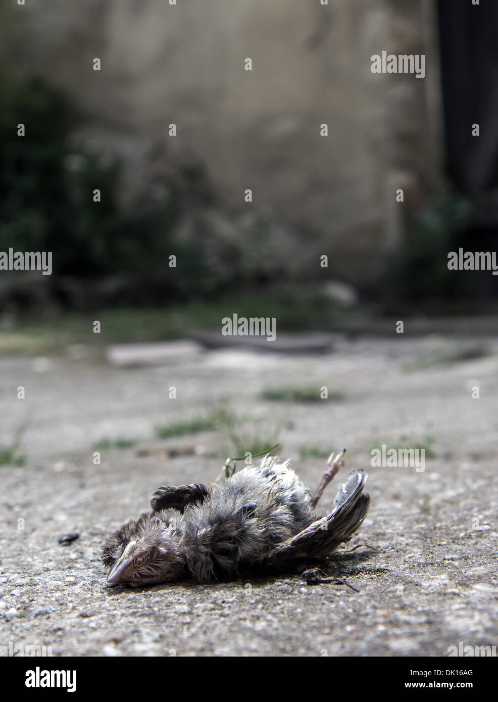 Suffering bird hi-res stock photography and images - Alamy