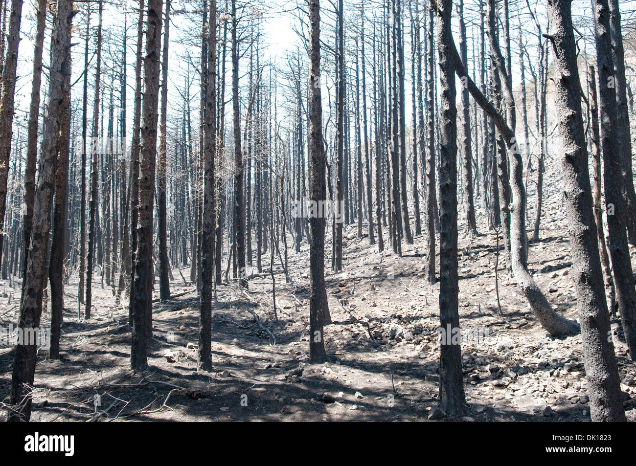 Forest after a fire hi-res stock photography and images - Alamy