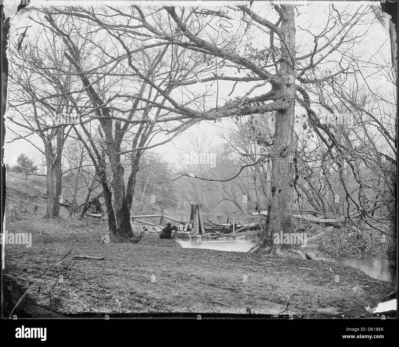 Swamp white oak hi-res stock photography and images - Alamy