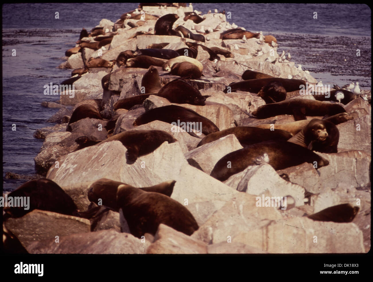This photograph shows seals resting on rocks, a common behavior in ...