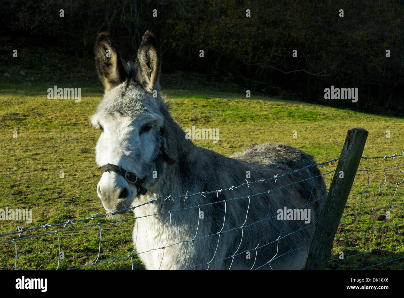 Donkey in a field hi-res stock photography and images - Alamy