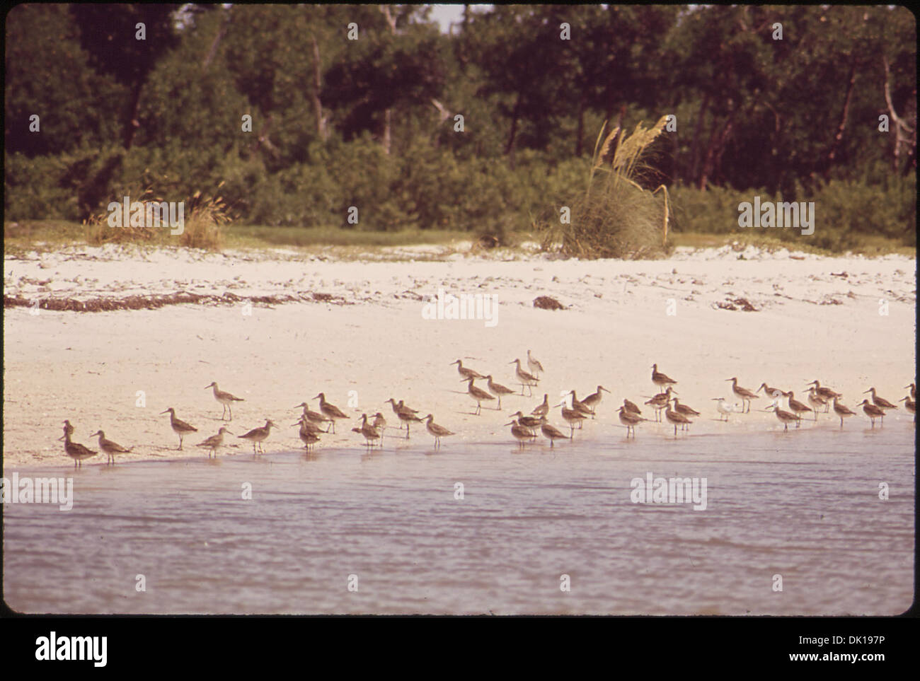 This photograph shows shore birds on Pavillon Key in the 10,000 Islands ...