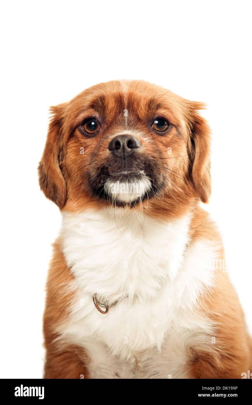 Tibetan spaniel hi-res stock photography and images - Alamy