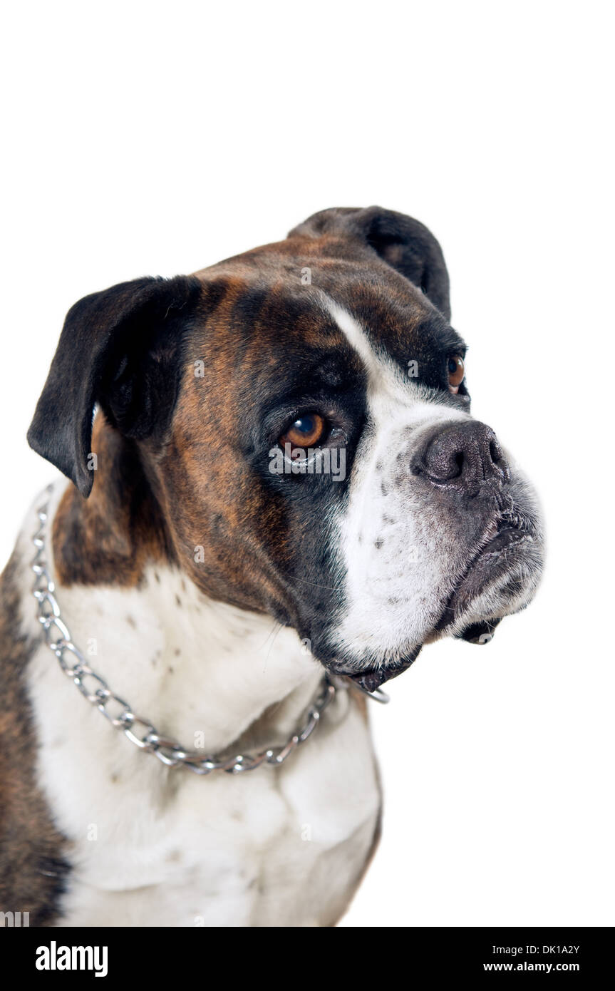 White German Boxer Dog High Resolution Stock Photography and Images - Alamy