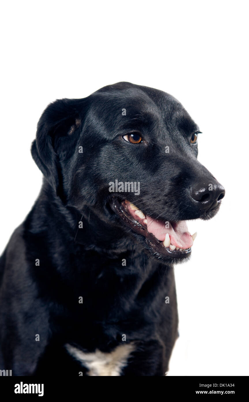 Black labrador portrait isolated on white background Stock Photo - Alamy