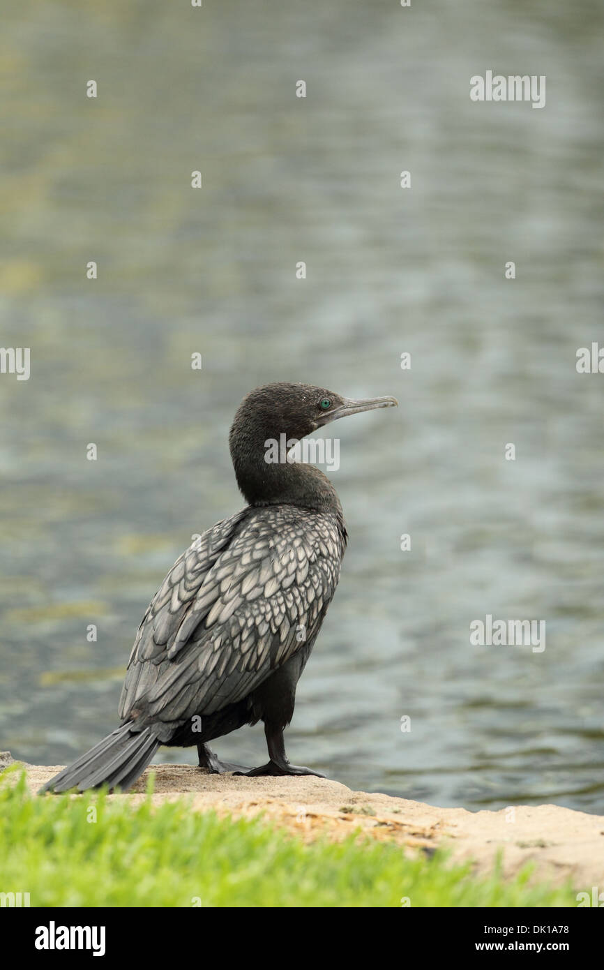 Cormorants australia birds queensland hi-res stock photography and ...
